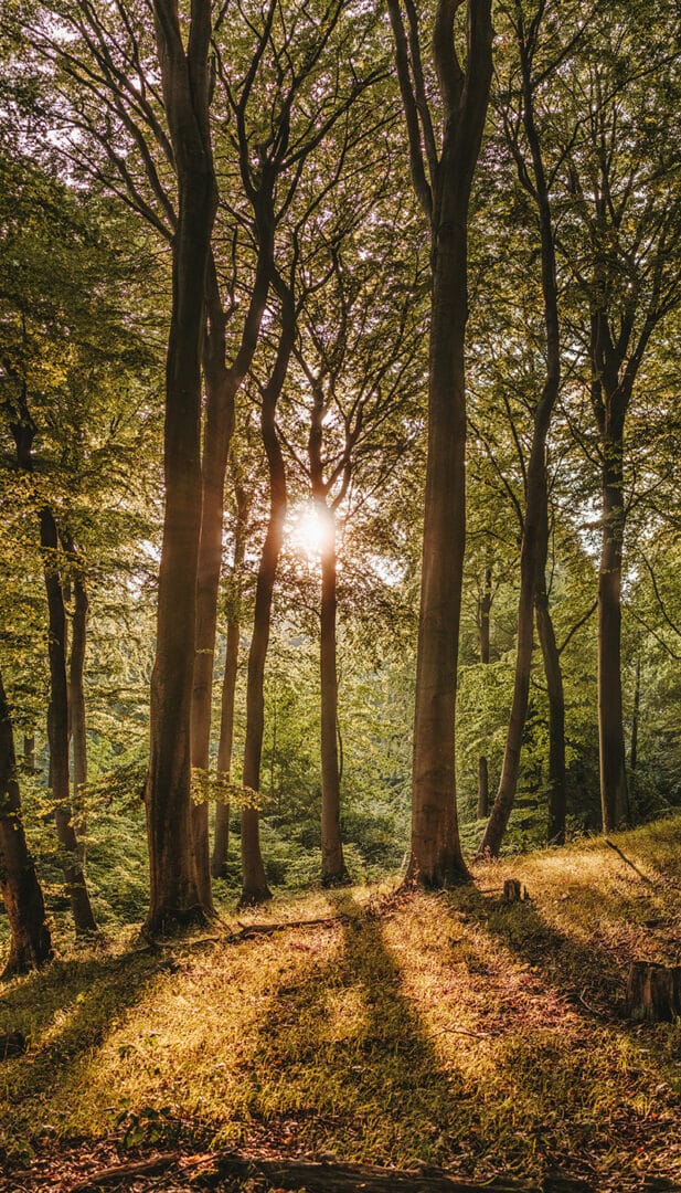 Workshops - Lori Tompos